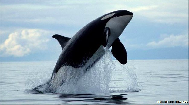 Marine Mammal Health MAP | Southern California Coastal Ocean Observing ...